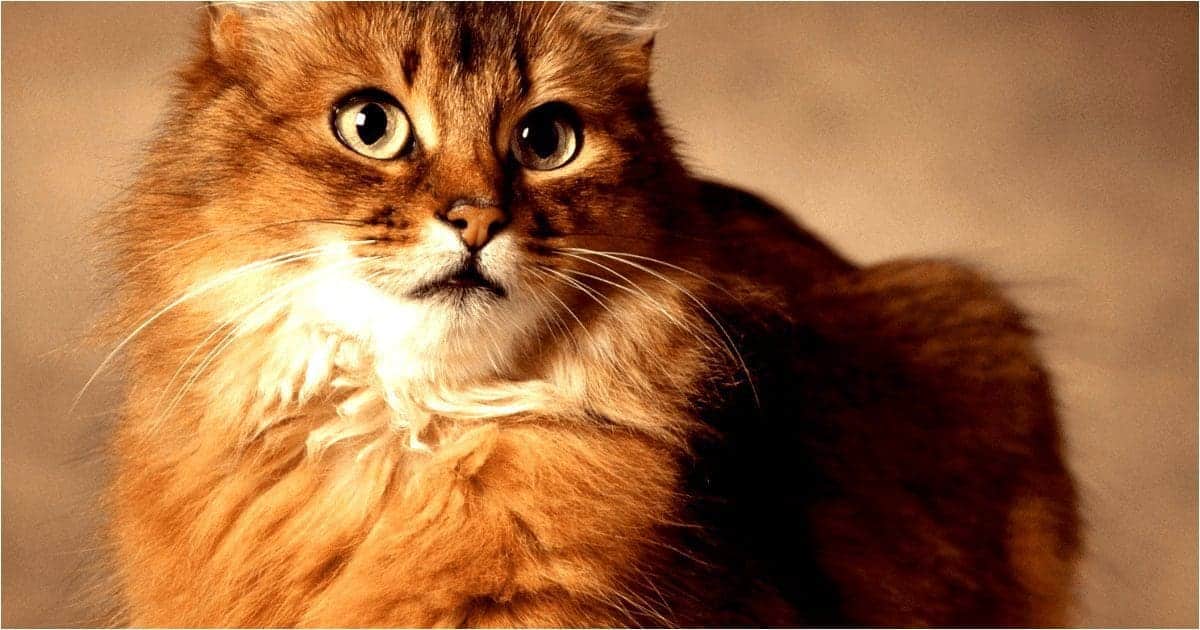 Сомалийская кошка - особенности поведения и цена